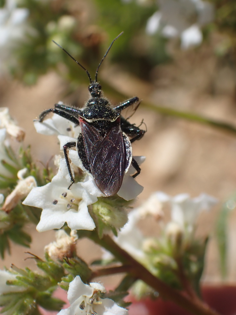 California Bee Assassin from San Bernardino National Forest, Angelus ...