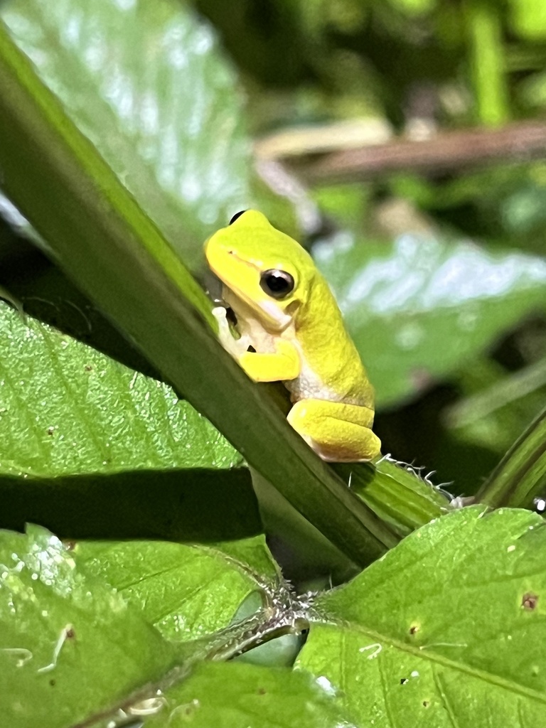 Eastern Dwarf Tree Frog in March 2023 by kaankaant · iNaturalist