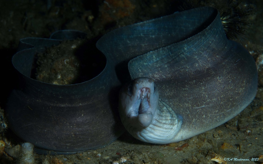 Common Morays from Tallebudgera Creek, QLD, Australia on June 30, 2023 ...