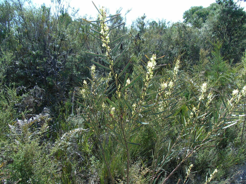 Sweet Wattle from French Island, Victoria, Australia on October 11 ...