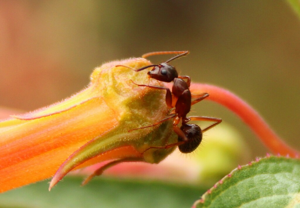 Camponotus atriceps from C. El Chaco 3200, Providencia, 44630 ...