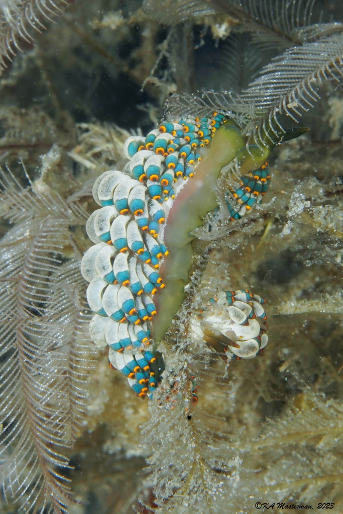 Trinchesia from Gold Coast QLD, Australia on July 2, 2023 at 07:16 AM ...