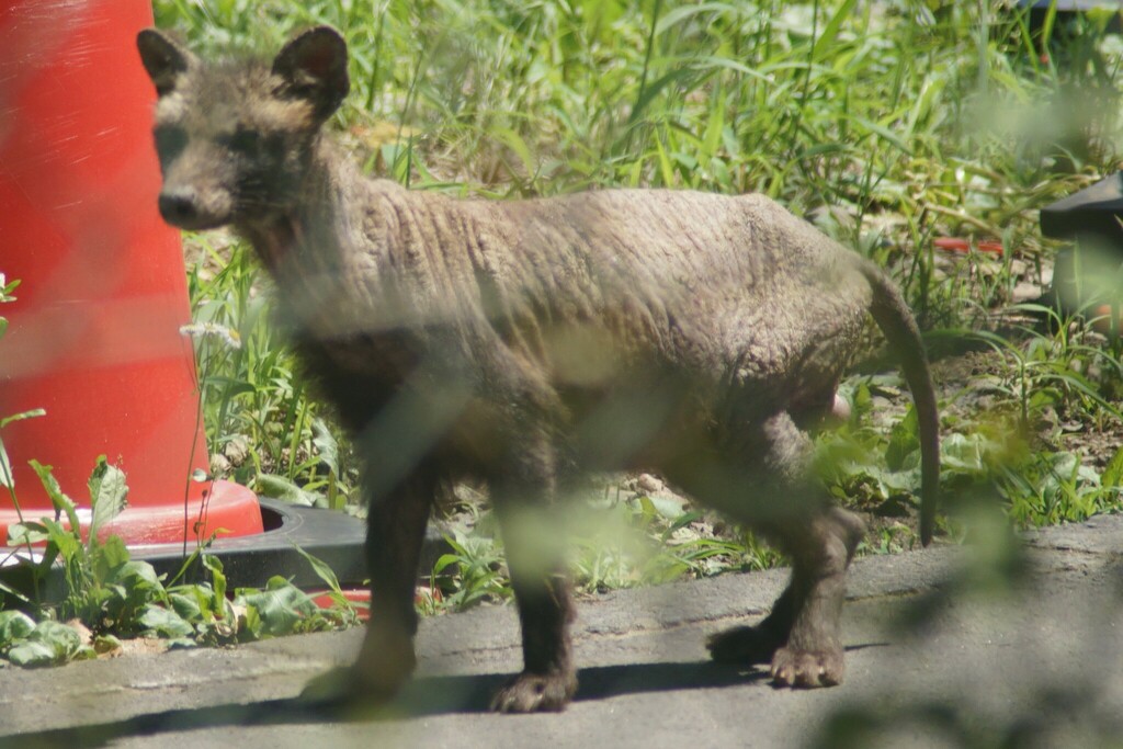 Hondo Raccoon Dog from 日本、〒386-0018 長野県上田市常田 on July 2, 2023 at 10:33 ...
