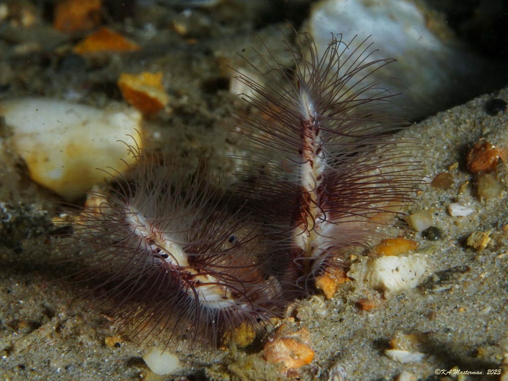 Lygdamis from Tallebudgera Creek, QLD, Australia on June 30, 2023 at 05 ...