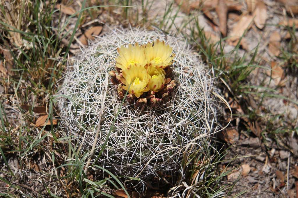 Coryphantha compacta from Balleza, MX-CH, MX on July 2, 2014 by Juan ...
