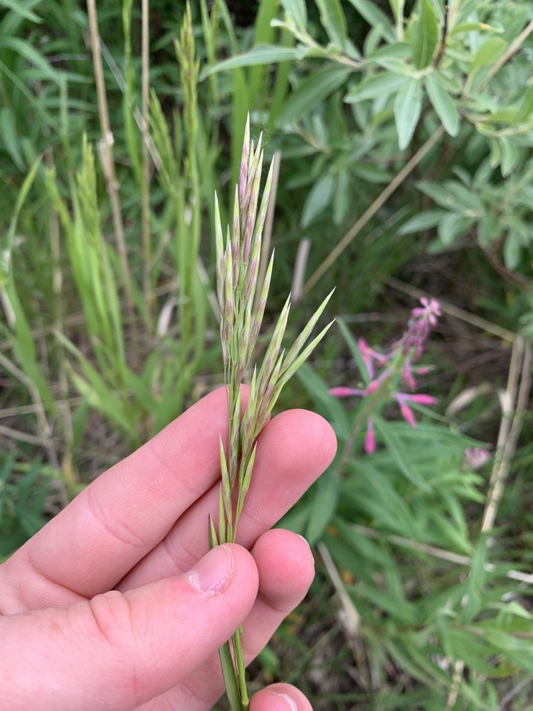 Smooth Brome from Axworthy Way, Churchill, MB, CA on July 1, 2023 at 04 ...