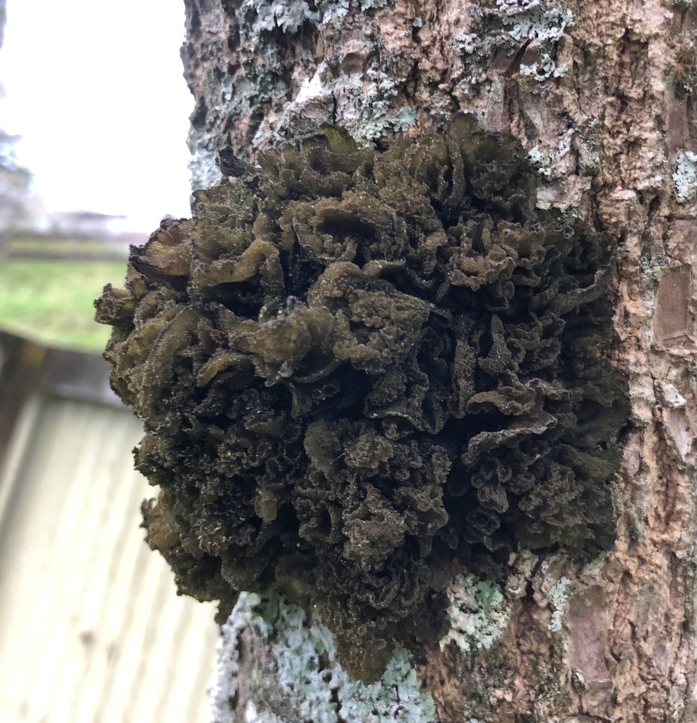 Skin Lichens from Te Ika-a-Māui/North Island, New Plymouth, Taranaki ...