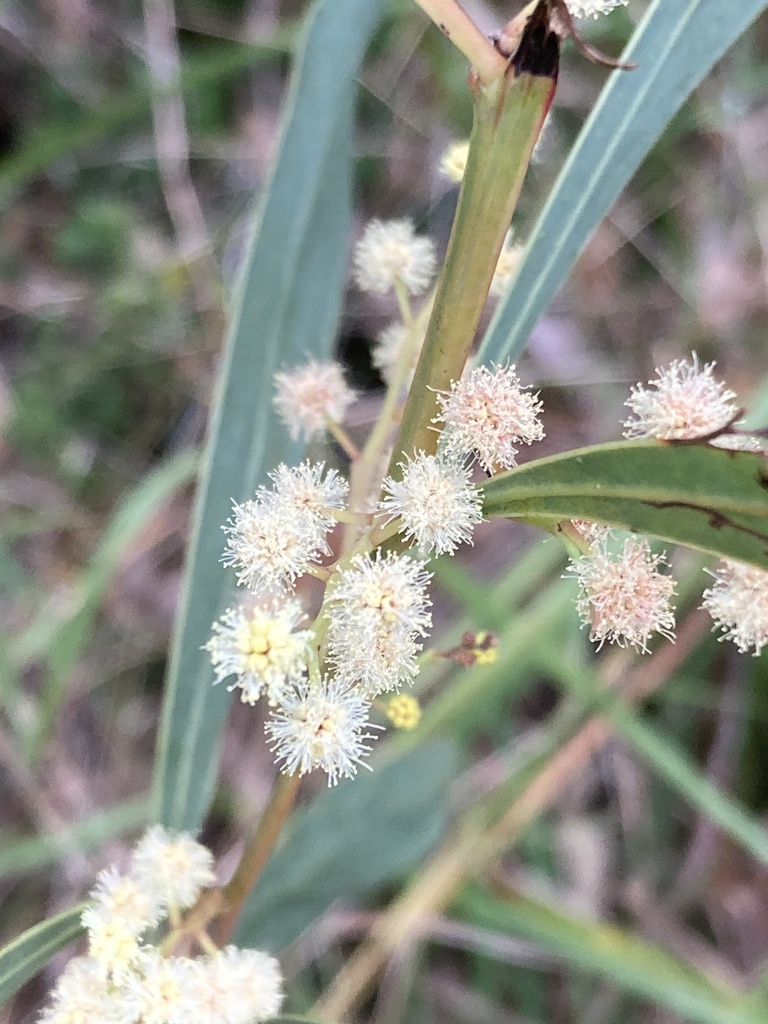 sickle wattle from Burraneer Rd, Coomba Park, NSW, AU on July 2, 2023 ...