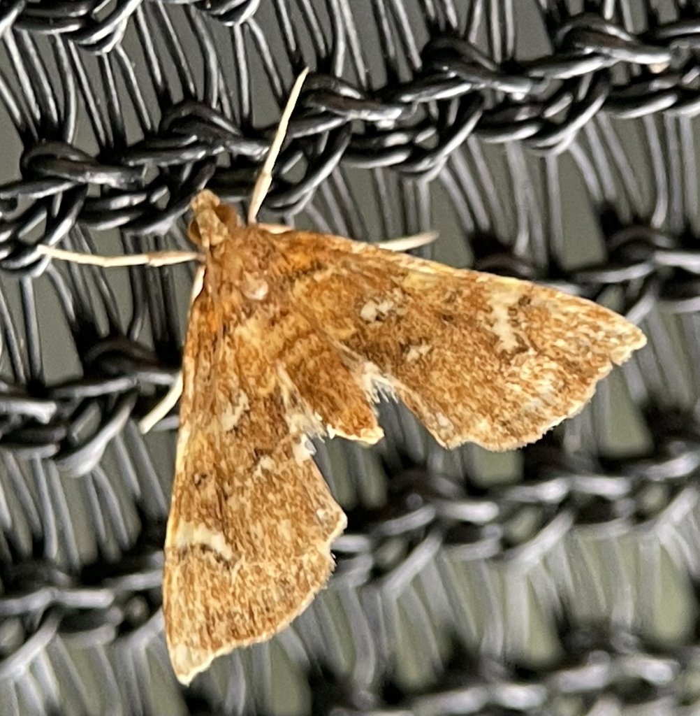 Golden-brown Fern Moth from Malanda Millaa Millaa Rd, Millaa Millaa, QLD, AU on July 2, 2023 at ...