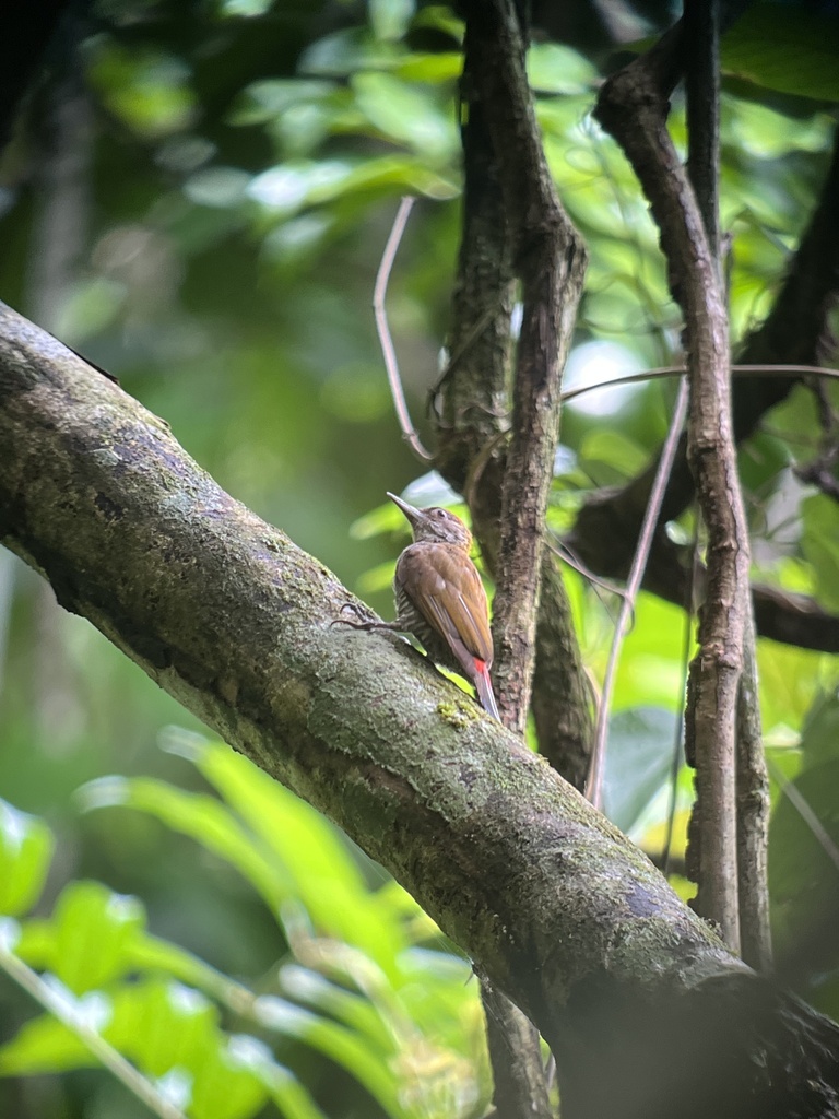 Red-rumped Woodpecker from Parque Nacional Coiba, Veraguas, PA on July 1, 2023 at 10:14 AM by ...