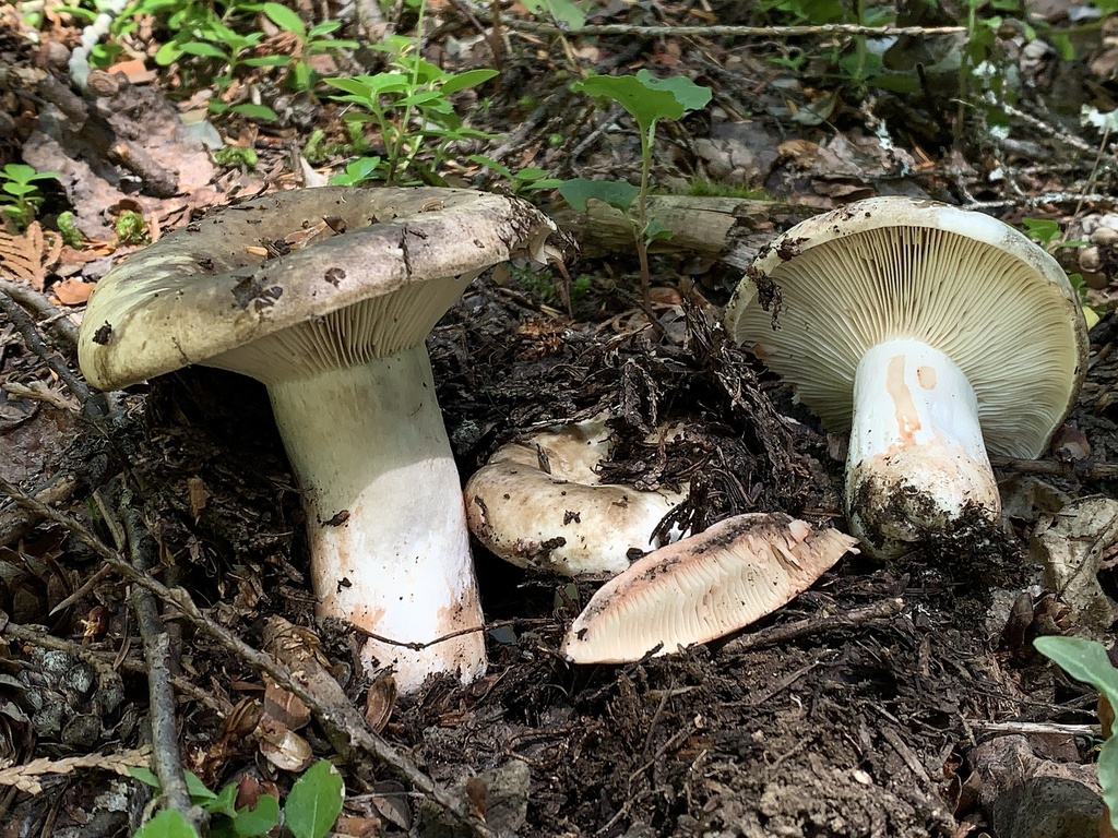 Blackening Russula in June 2023 by Drew Parker. Staining red when ...