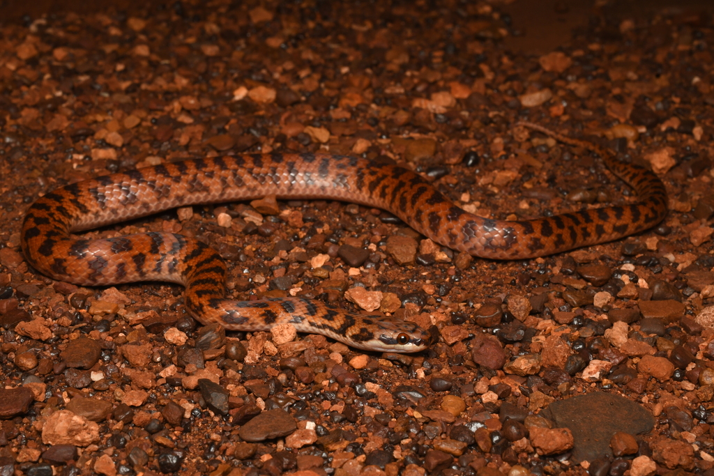 Rosen's Snake from Millstream WA 6716, Australia on June 15, 2023 at 06 ...