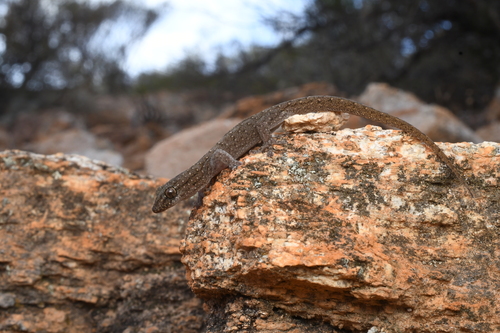 Western Cryptic Dtella (Gehyra crypta) · iNaturalist