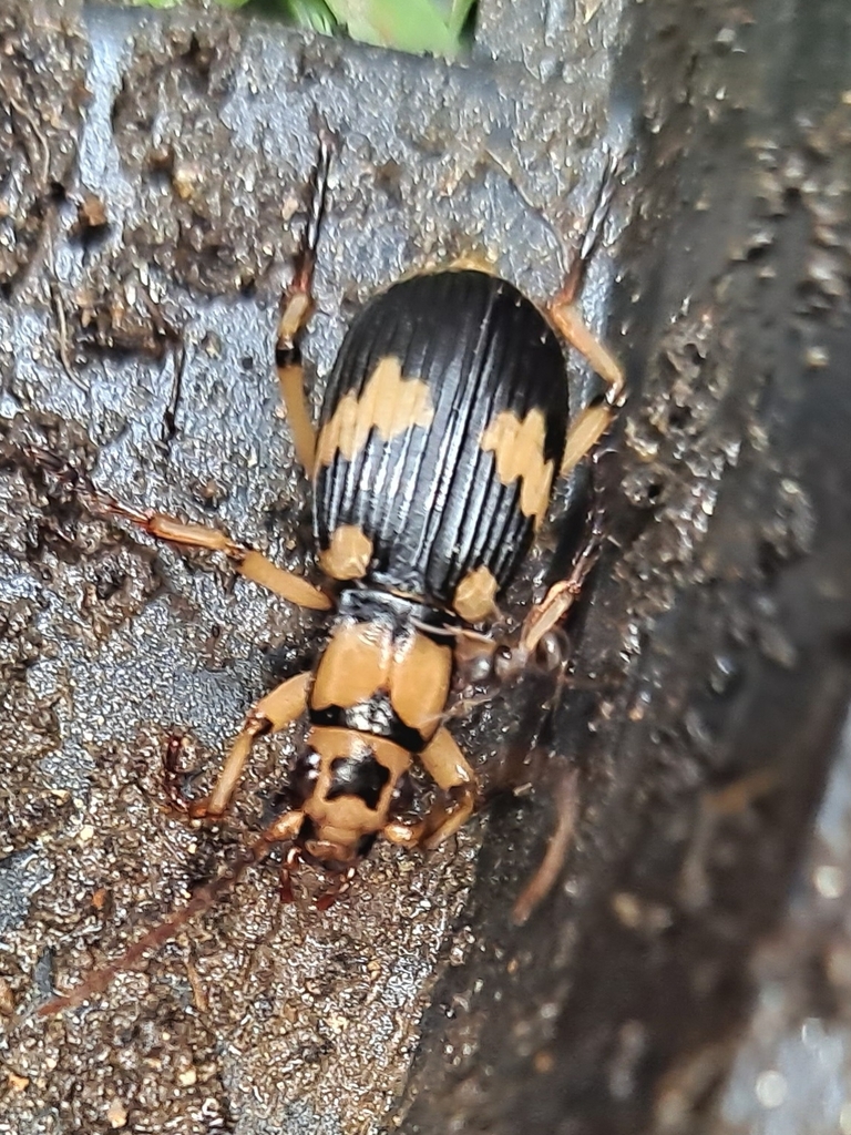 Pheropsophus javanus from Geochang-gun, Gyeongsangnam-do, South Korea ...