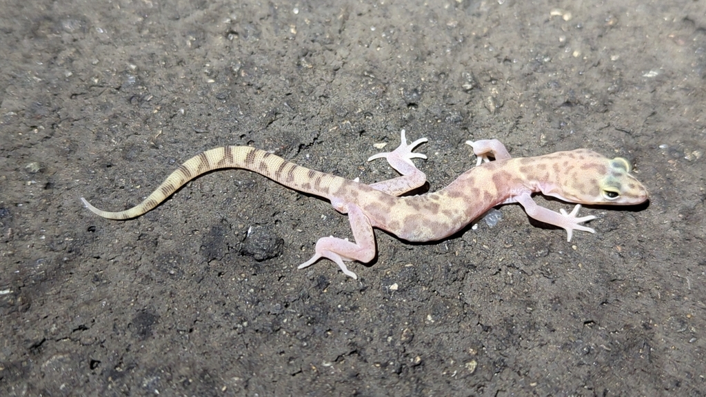 Western Banded Gecko from Wenden, AZ 85357, USA on July 1, 2023 at 09: ...