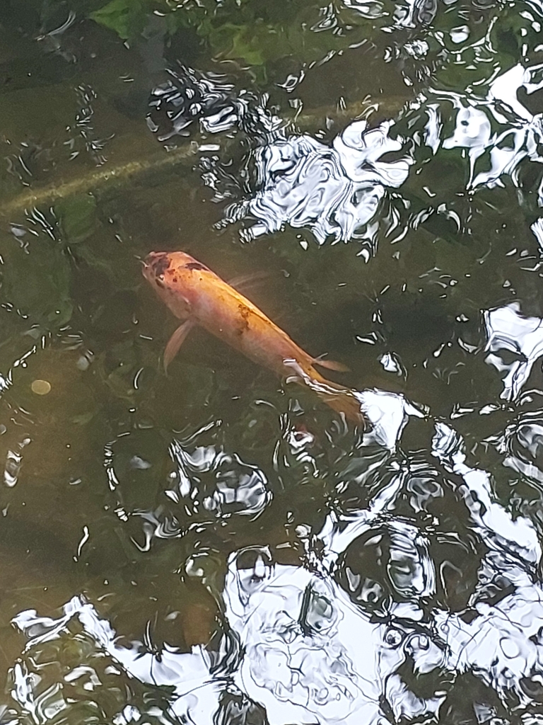 Amur Carp from Pateros on July 02, 2023 at 07:59 AM by maylopez ...