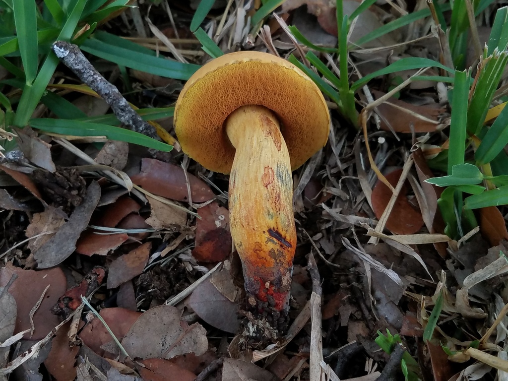 Boletus fairchildianus from Bulverde, Texas, USA on September 29, 2018 ...
