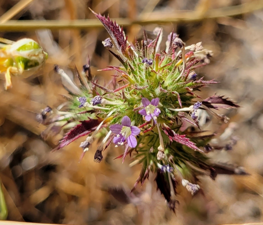 Piute Mountains navarretia in June 2023 by Emelie Traub · iNaturalist