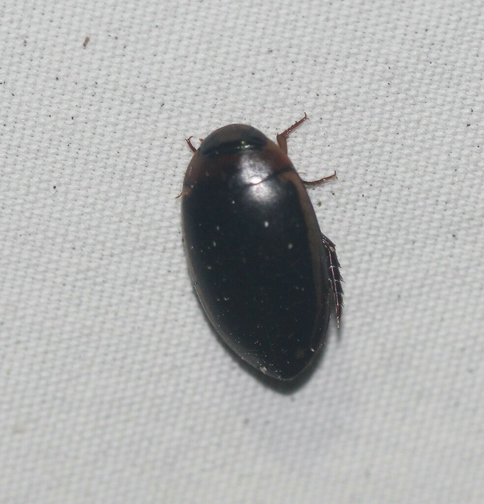 Hydaticus bimarginatus from South Side, Corpus Christi, TX, USA on July ...