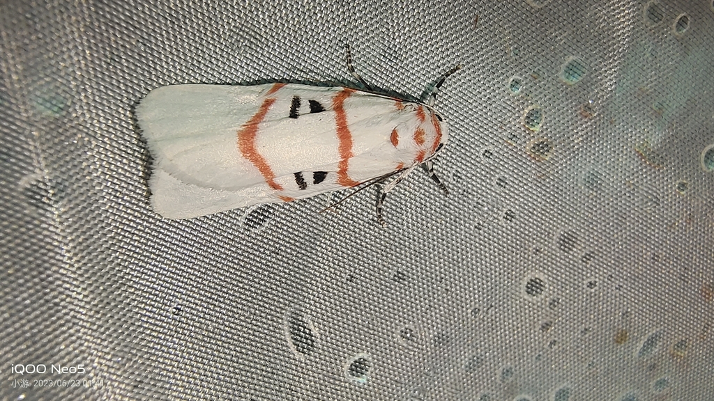 Cyana khasiana from Kunming, CN-YN, CN on June 23, 2023 at 01:41 AM by ...