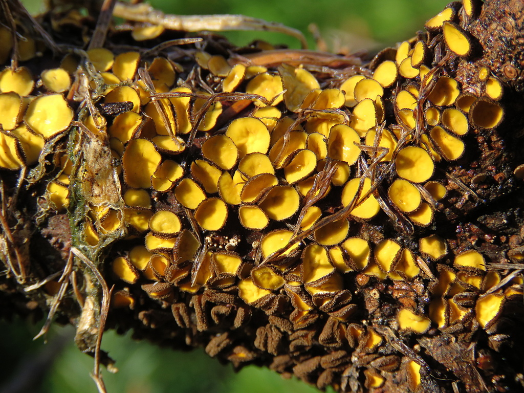Lachnellula arida (Cup Fungi (Helotiales) of the Pacific Northwest ...