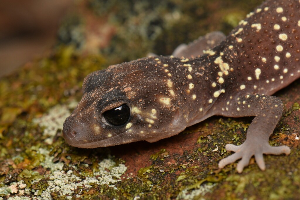 Thick-tailed Barking Gecko from Powlett Plains VIC 3517, Australia on ...
