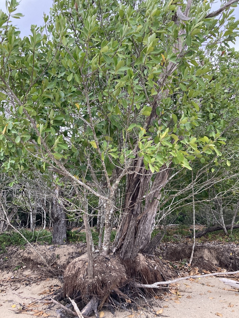 mangroves from Rockingham Bay, Cardwell, QLD, AU on July 2, 2023 at 05: ...