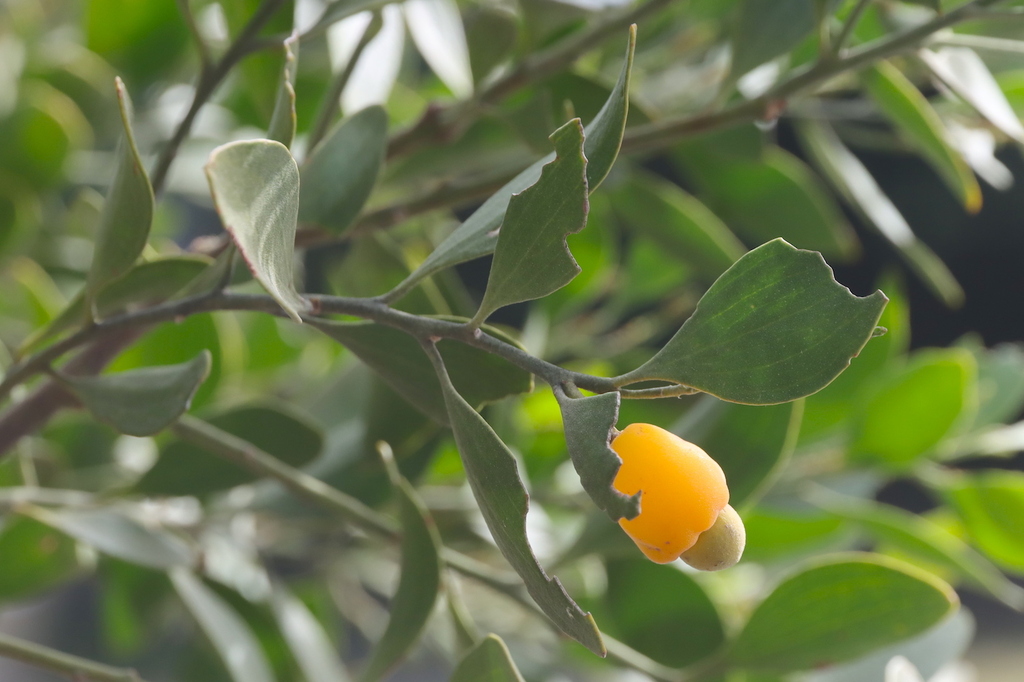 Broad Leaved Native Cherry from Cooktown QLD 4895, Australia on June 26 ...