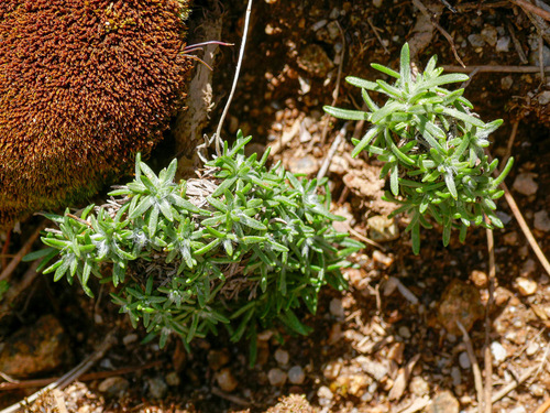 Subspecies Plantago subulata insularis · iNaturalist Guatemala