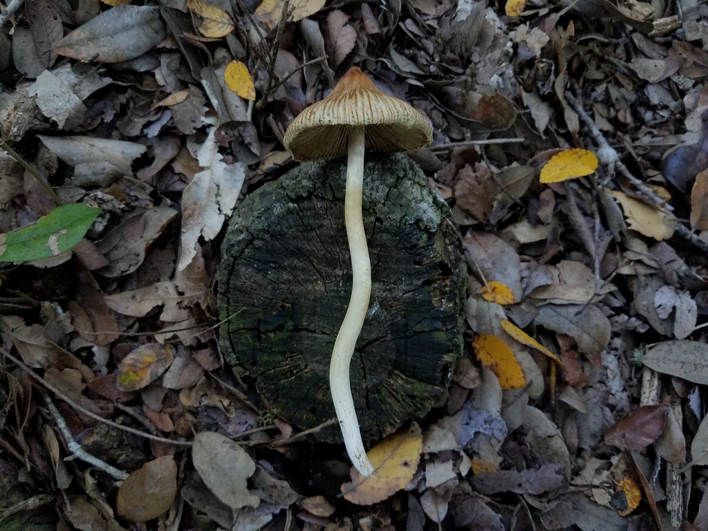 Deilig syn : r/fleinsopp