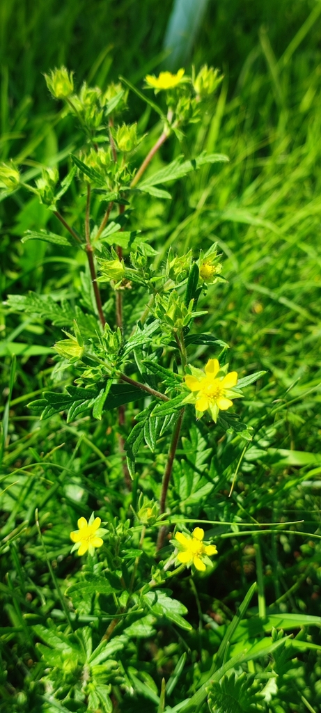 cinquefoils from Респ. Бурятия, Россия, 670000 on July 2, 2023 at 03:34 PM by Andrey Efremov ...