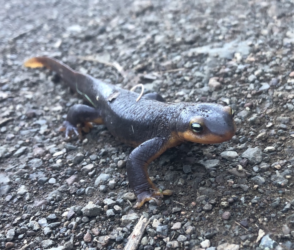 California Newt from Upper Rogue Valley Trail, Los Altos, CA, US on ...