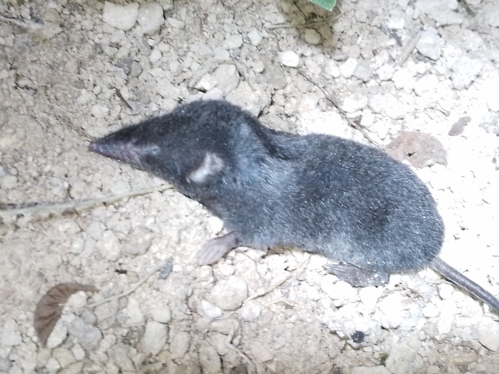 Small-eared Shrews from Santa Cruz de Yojoa, Honduras on June 11, 2023 ...