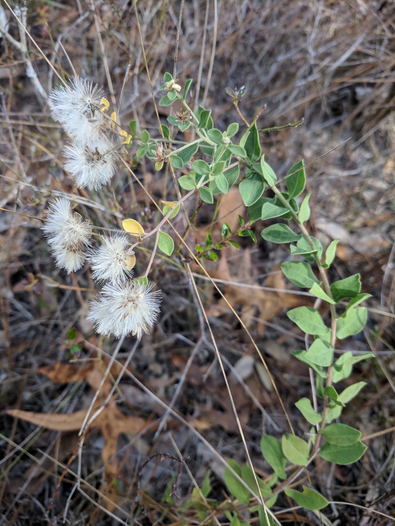 Dixie aster (Sericocarpus tortifolius) - Botanical Realm