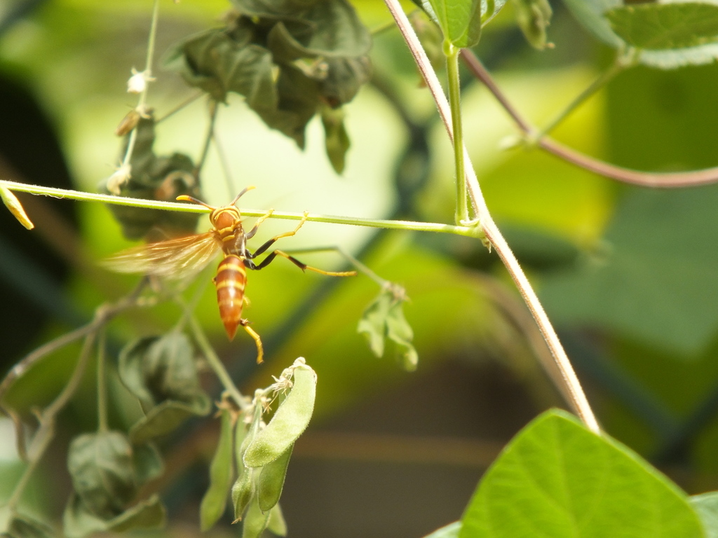 Caribbean Paper Wasp in July 2018 by Tchakamau Ra · iNaturalist