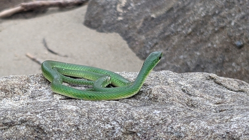 Green Water Snake (Philothamnus hoplogaster) - Snakes and Lizards