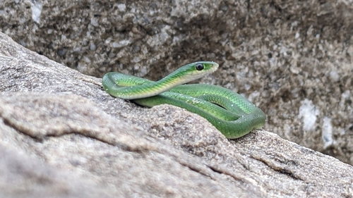 Green Water Snake (Philothamnus hoplogaster) - Snakes and Lizards