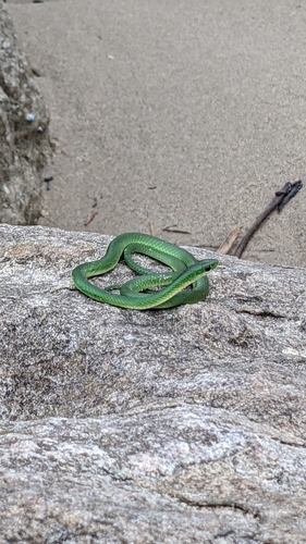 Green Water Snake (Philothamnus hoplogaster) - Snakes and Lizards