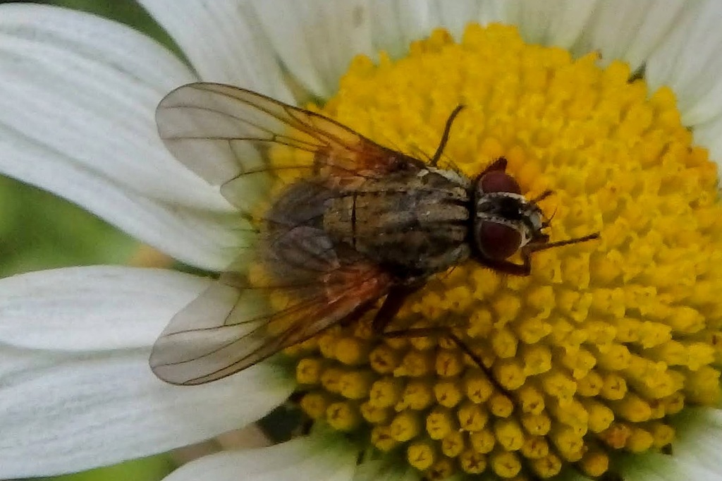 Phaonia angelicae from Vielha, Lérida, España on August 2, 2022 at 02: ...