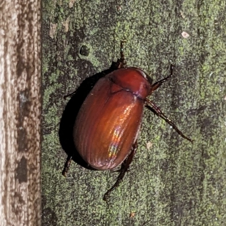 Asiatic Garden Beetle from Geneva Township, MI, USA on July 1, 2023 at ...