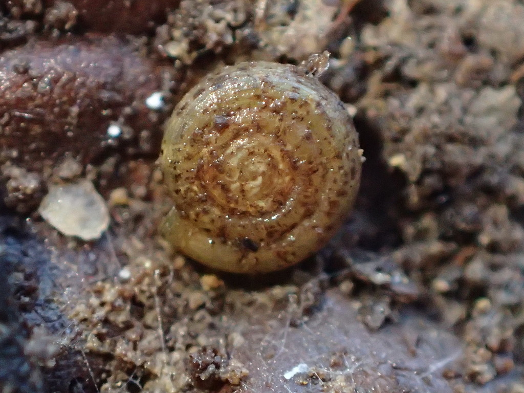 Compound Coil (Snails of Ontario) · iNaturalist