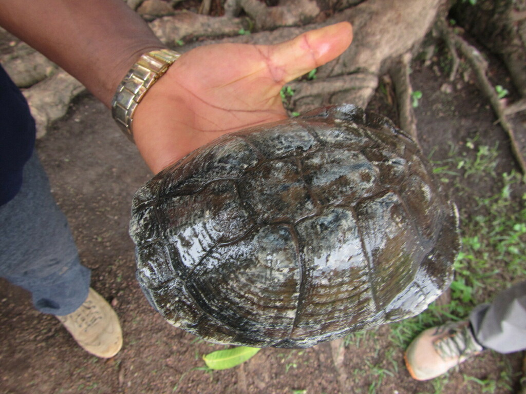 West African Mud Turtle from Kouroussa Prefecture, Guinea on June 21 ...