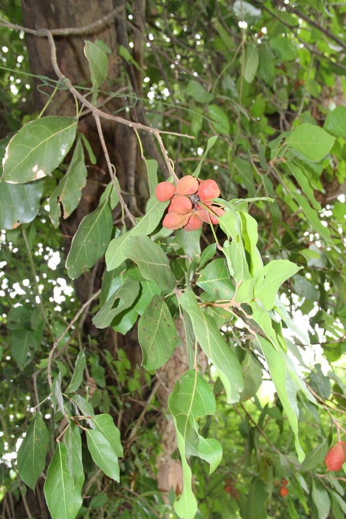 Kola Trees from Kankan Prefecture, Guinea on June 24, 2023 at 11:45 AM ...