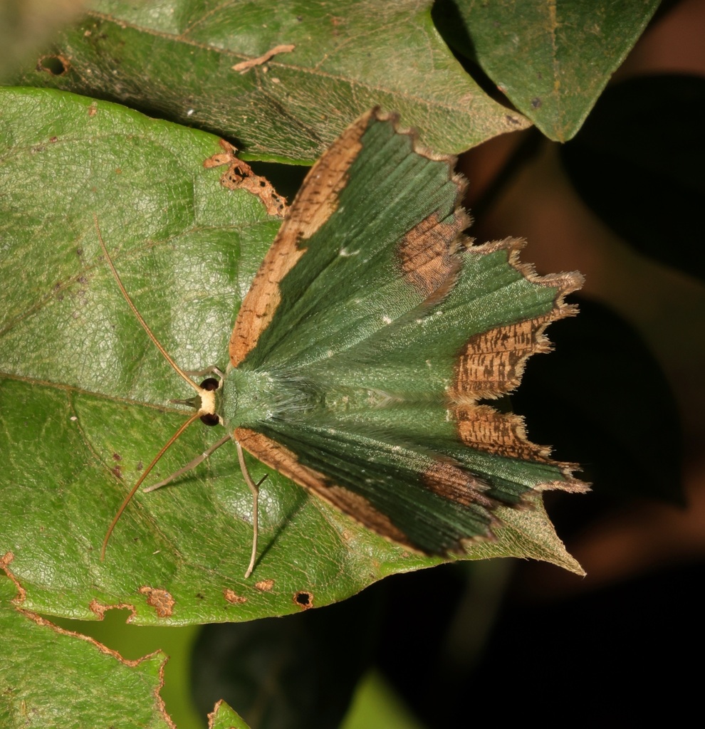 Maxates coelataria from 香港清水灣 on July 1, 2023 at 10:17 PM by sk2 ...