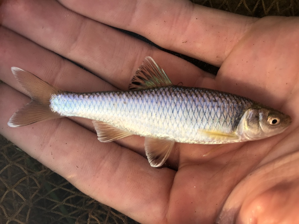 Spotfin Shiner from Regatta Bay, South Bruce Peninsula, ON, CA on July ...