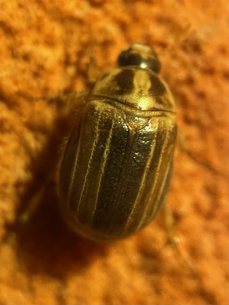 Scarabs from Huocheng, Ili, Xinjiang, CN on June 12, 2023 at 09:10 PM ...