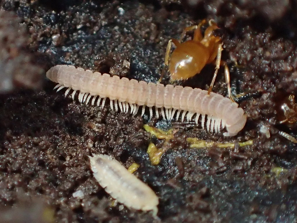 Striaria columbiana (Arthropods of Long Branch/Glencarlyn Park ...