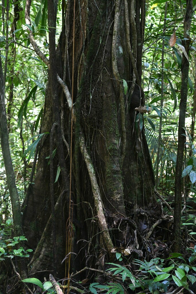 (Micropholis guyanensis guyanensis) - Botanical Realm
