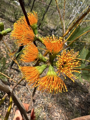 Darwin Woollybutt (Eucalyptus miniata) · iNaturalist United Kingdom