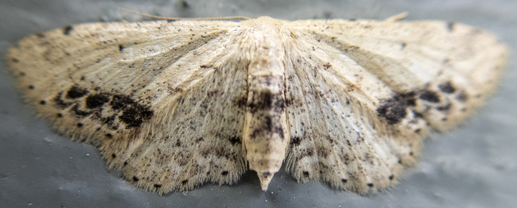 Single-dotted Wave from Shepard Settlement, Onondaga County, NY, USA on ...